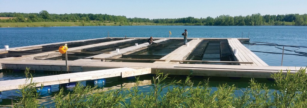 A closer look at in-pond raceway systems: This technology sure makes ...